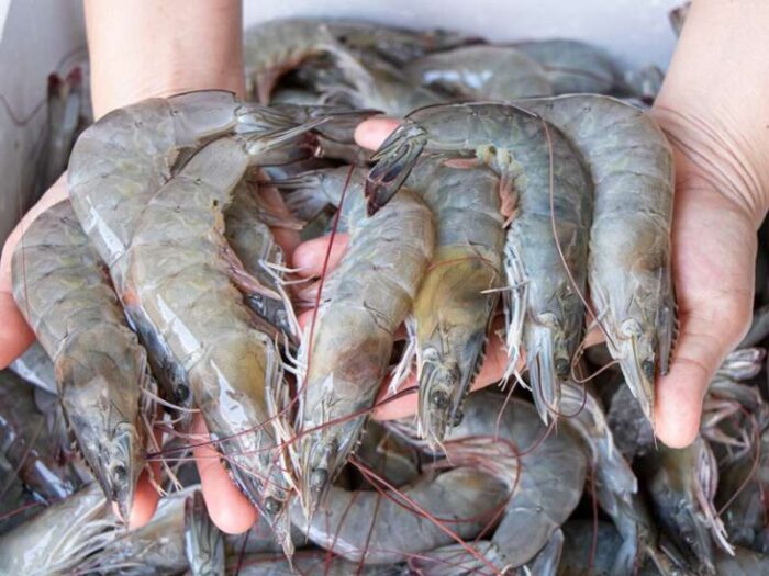 Chapra Chingri – Extra Large- (Indian White Shrimp)-Cleaned & Deveined ...